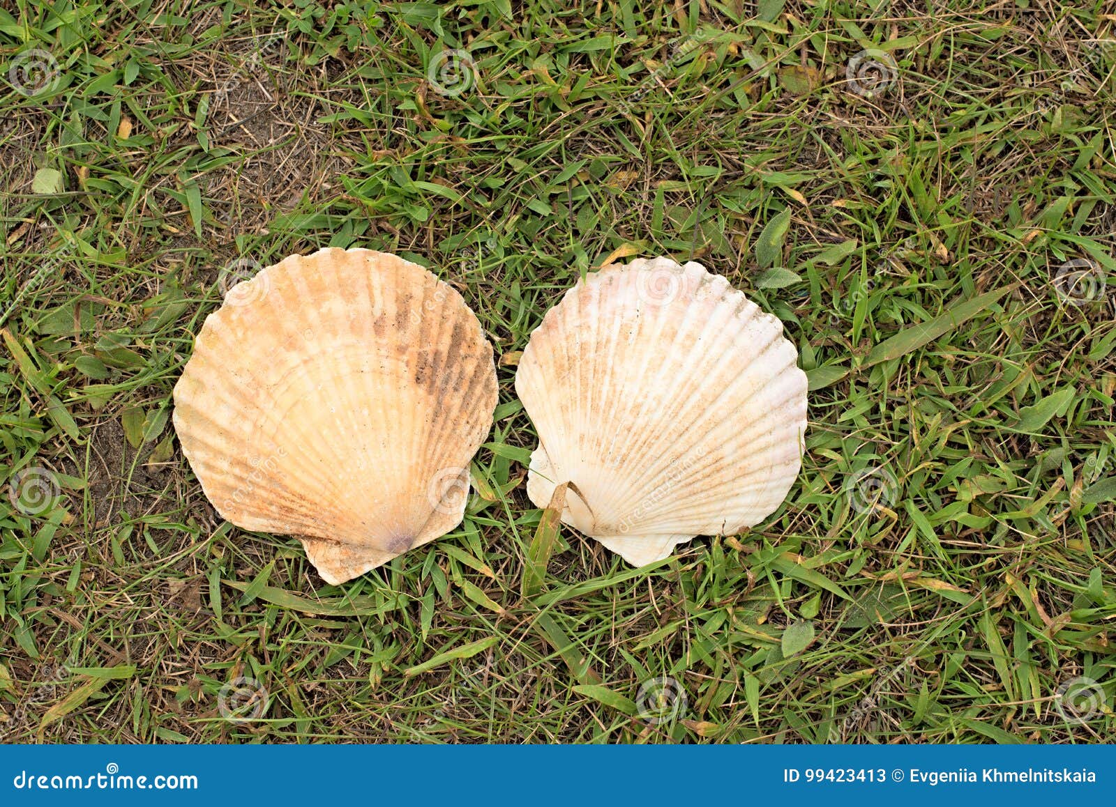 Large White Shells on a Background of Green Grass. Stock Image - Image ...