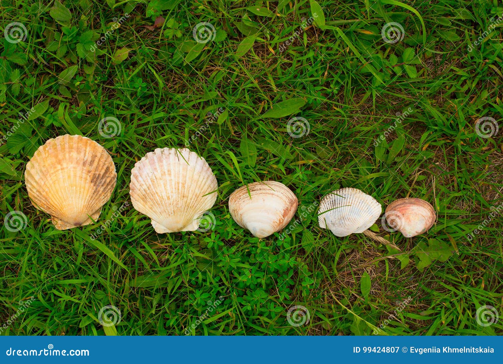Large White Shells on a Background of Green Grass. Stock Image - Image ...