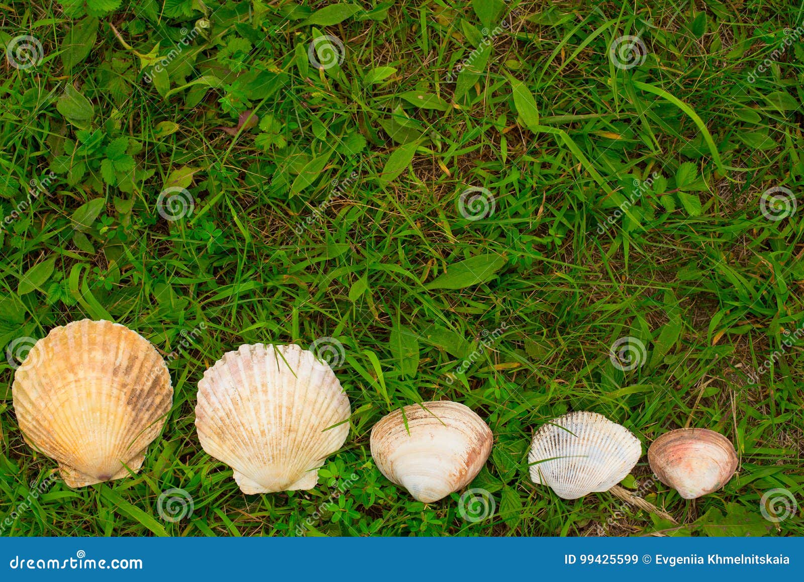 Large White Shells on a Background of Green Grass. Stock Image - Image ...
