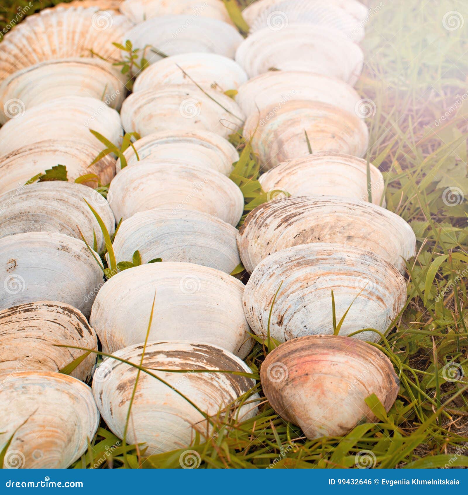 Large White Shells on a Background of Green Grass. Stock Photo - Image ...