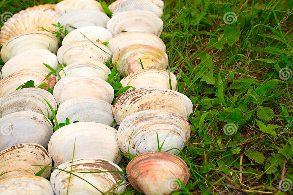 Large White Shells on a Background of Green Grass. Stock Photo - Image ...
