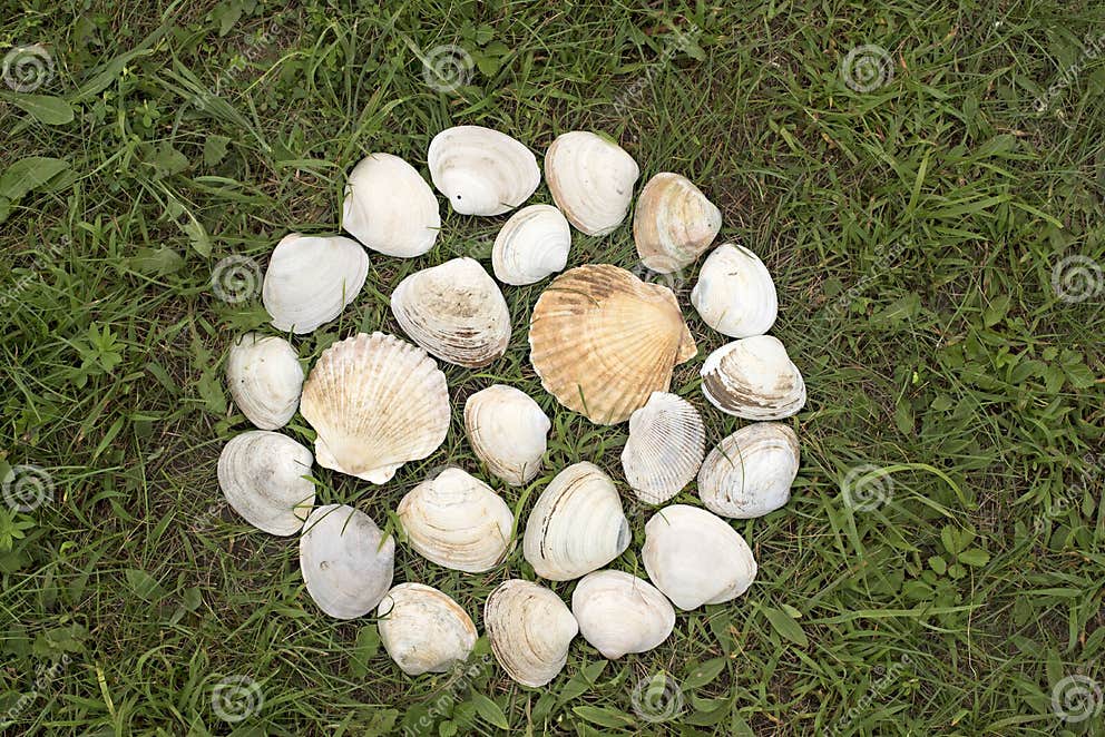 Large White Shells on a Background of Green Grass. Stock Image - Image ...