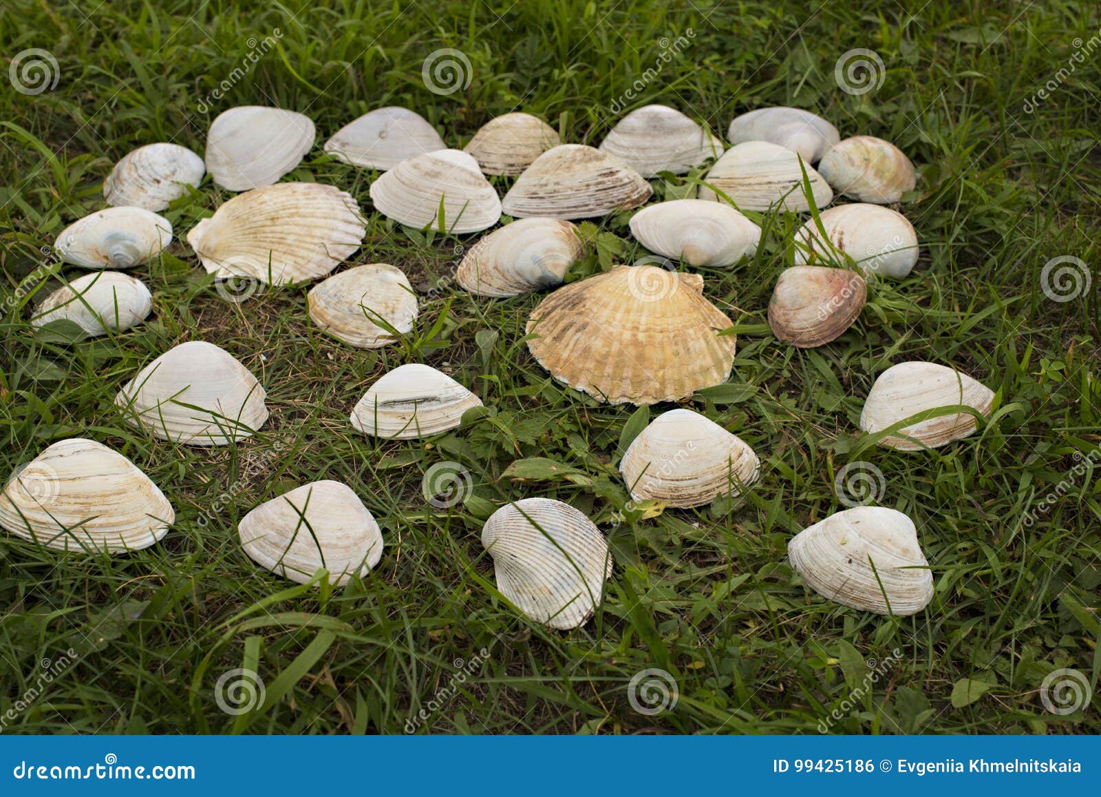 Large White Shells on a Background of Green Grass. Stock Photo - Image ...