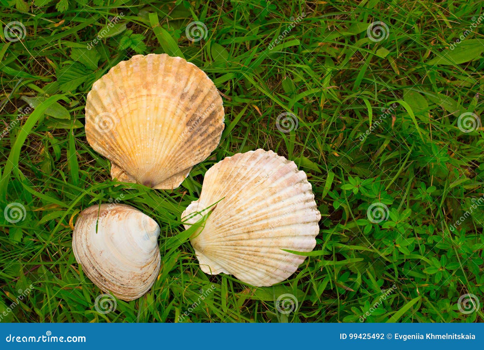 Large White Shells on a Background of Green Grass. Stock Photo - Image ...
