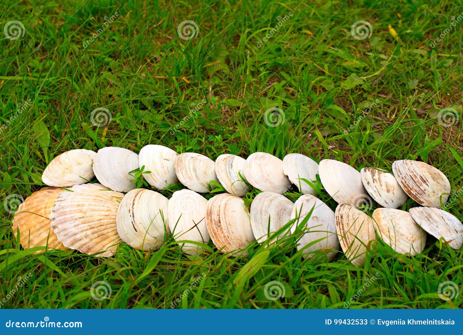 Large White Shells on a Background of Green Grass. Stock Image - Image ...