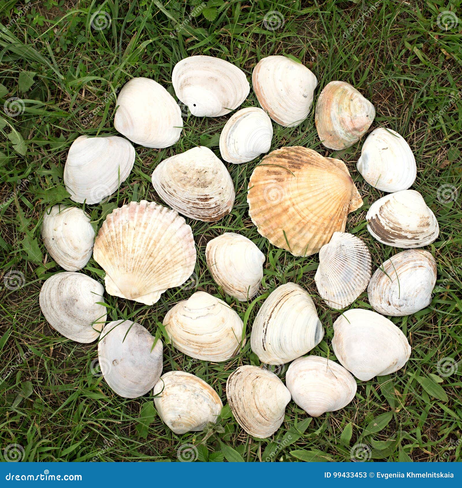 Large White Shells on a Background of Green Grass. Stock Image - Image ...