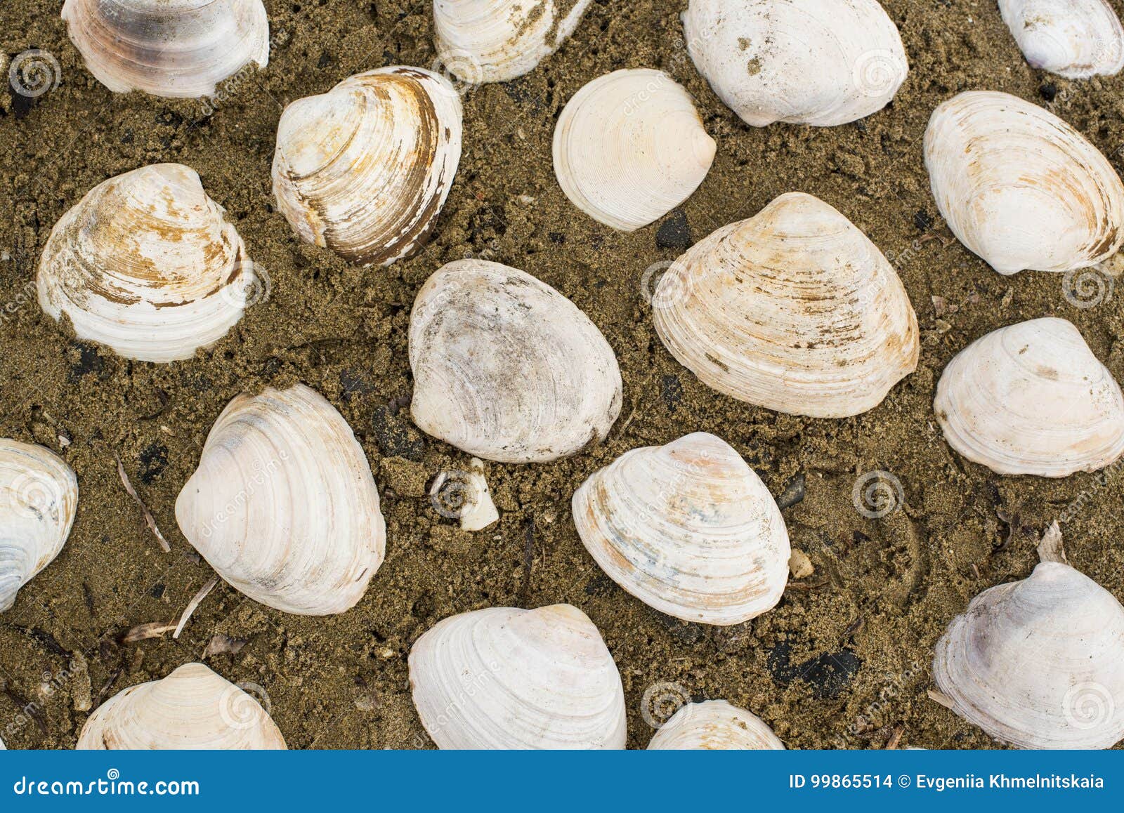 Large White Shells on a Background of Sea Sand. Stock Photo - Image of ...