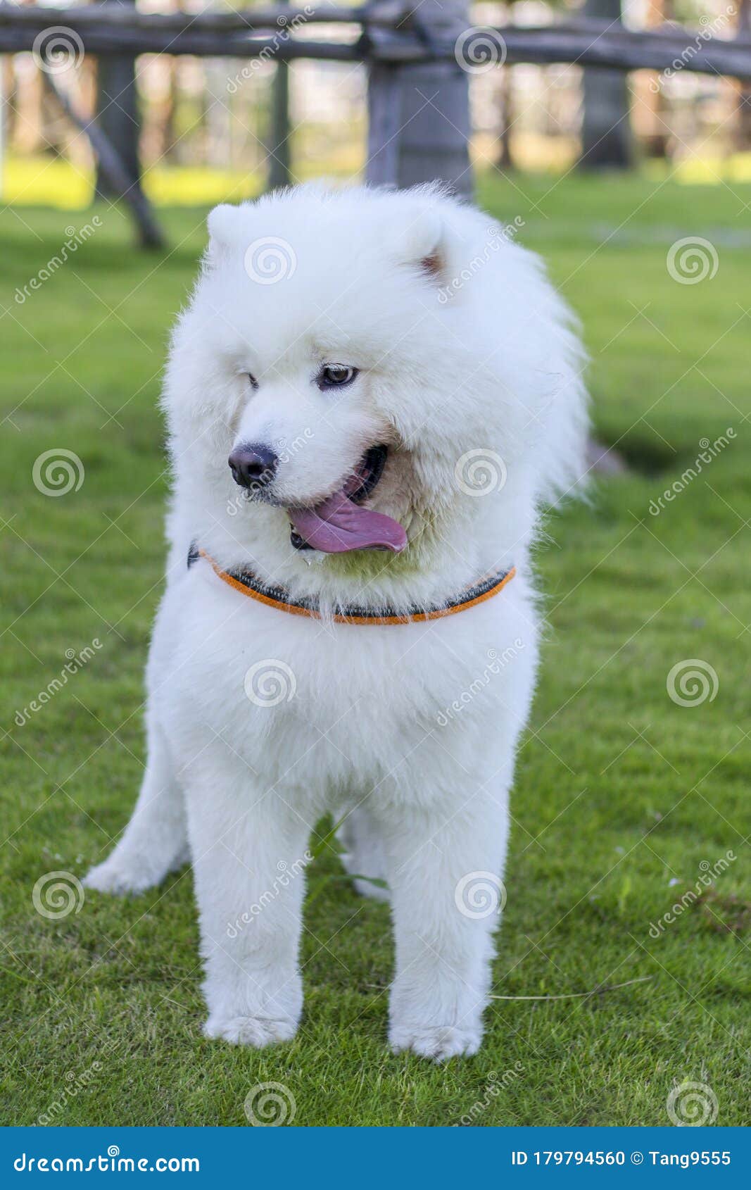 A Large White Samoyed Walks on the Grass Stock Photo - Image of animal ...