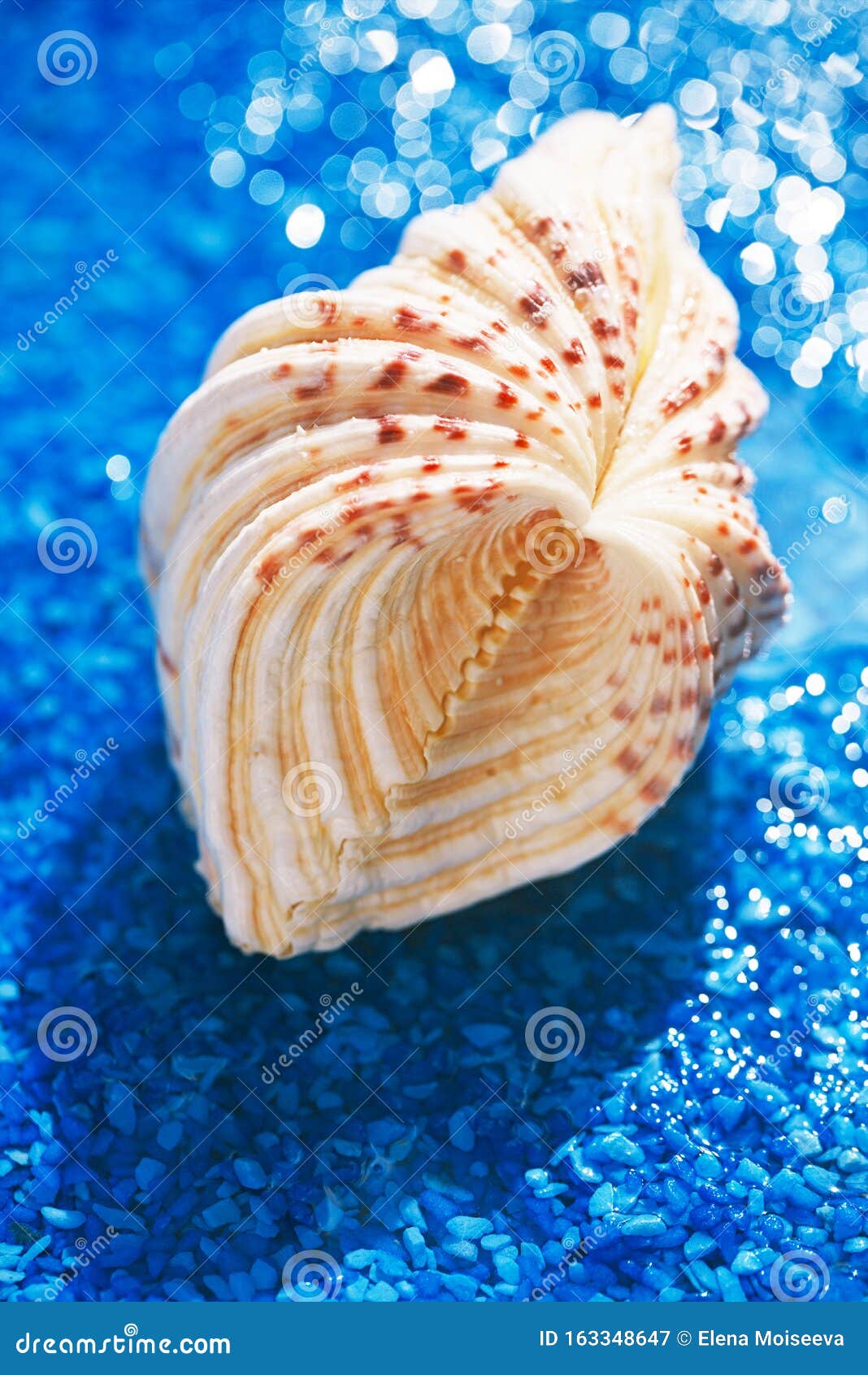 Large White Starfish Sea Shell on Blue Pebble with Water Drops Stock ...