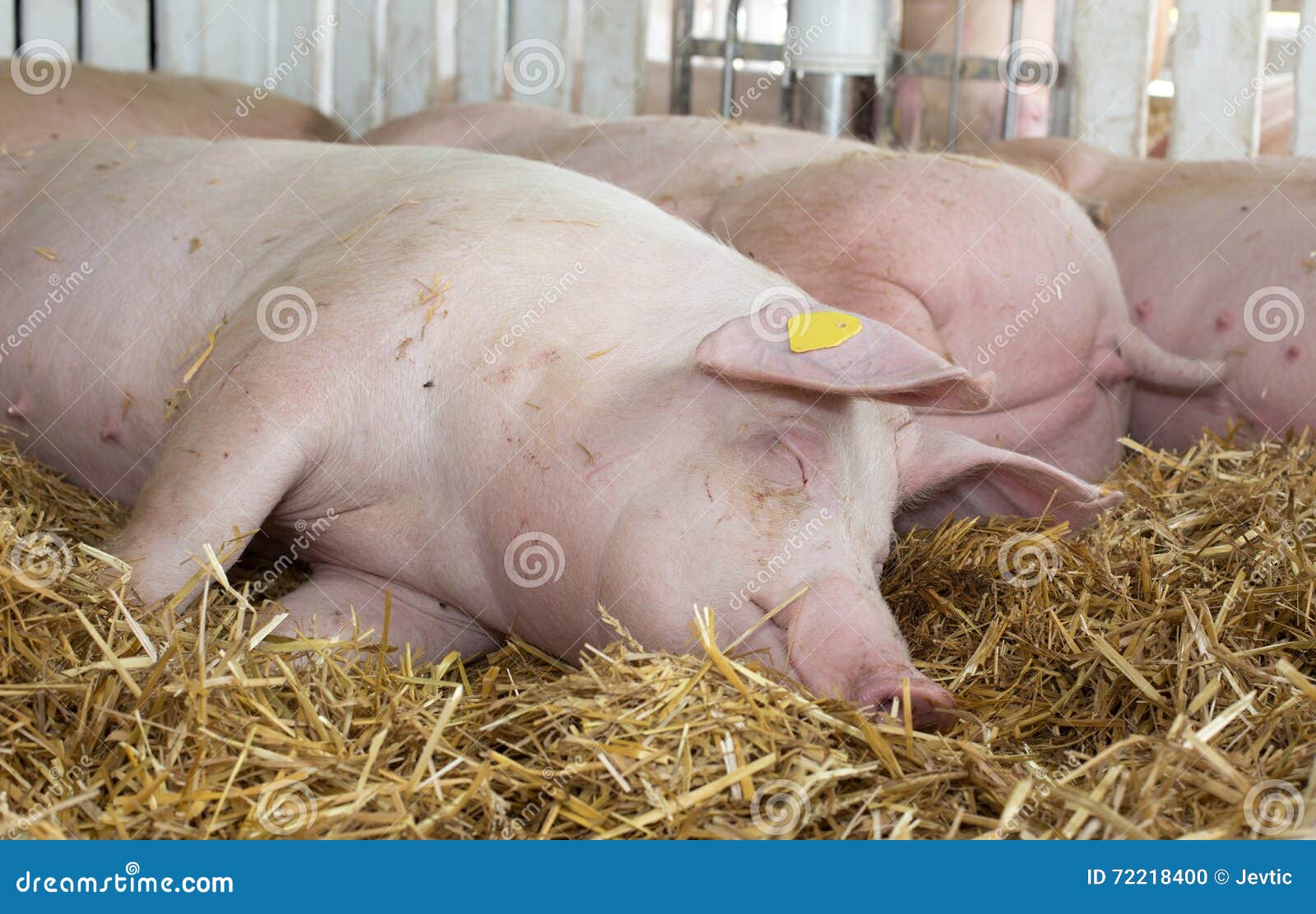 Large White Swine Sleeping on Straw Stock Photo - Image of barn ...
