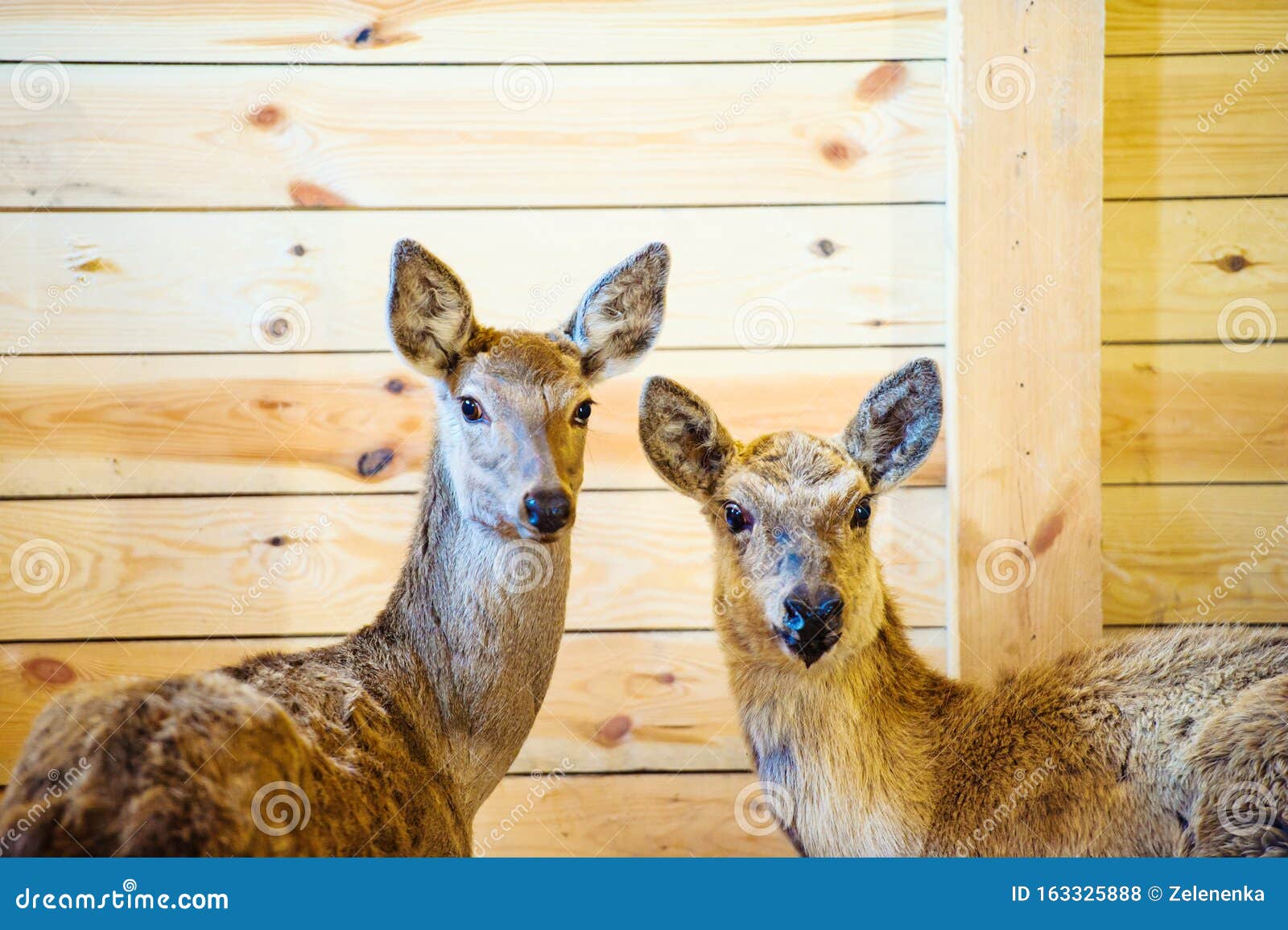 Large White-tailed Deer Doe Stock Photo - Image of whitetail, park ...
