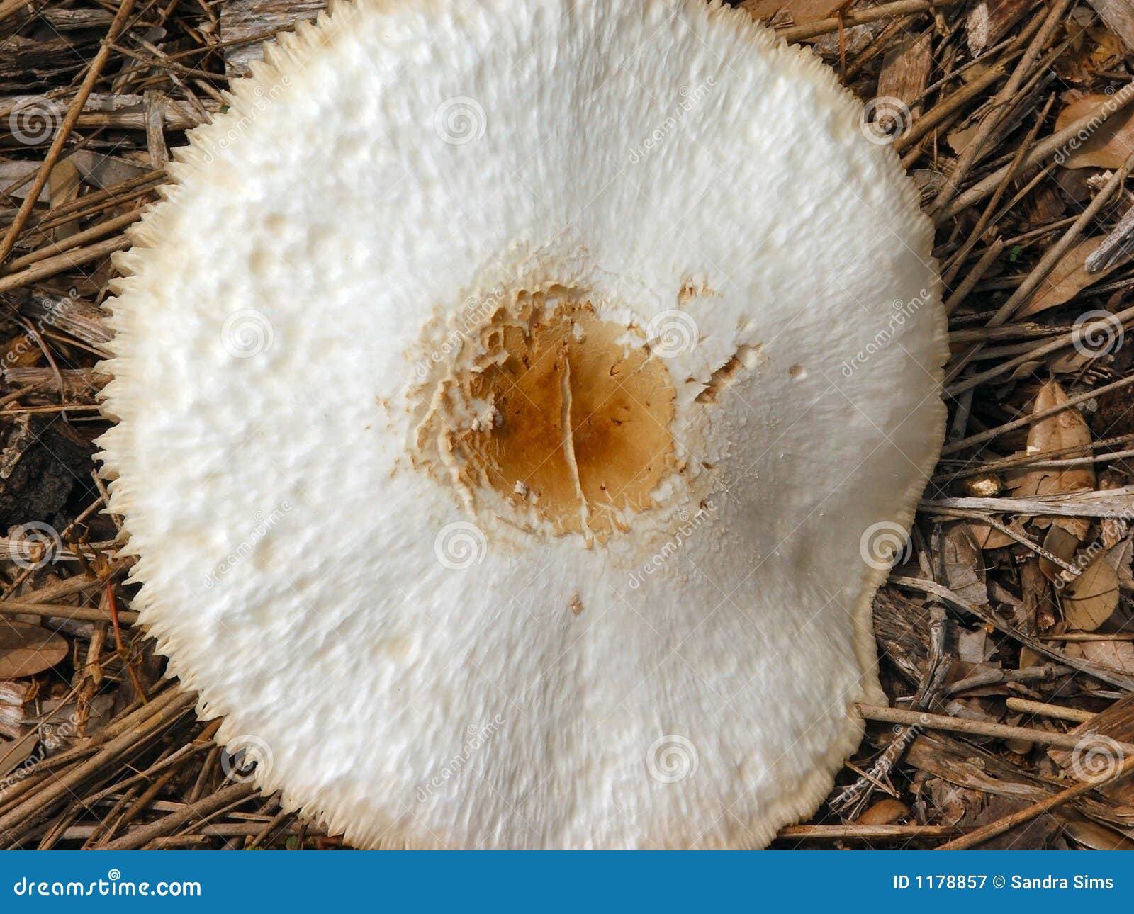 Large White Toadstool stock image. Image of plants, natural - 1178857