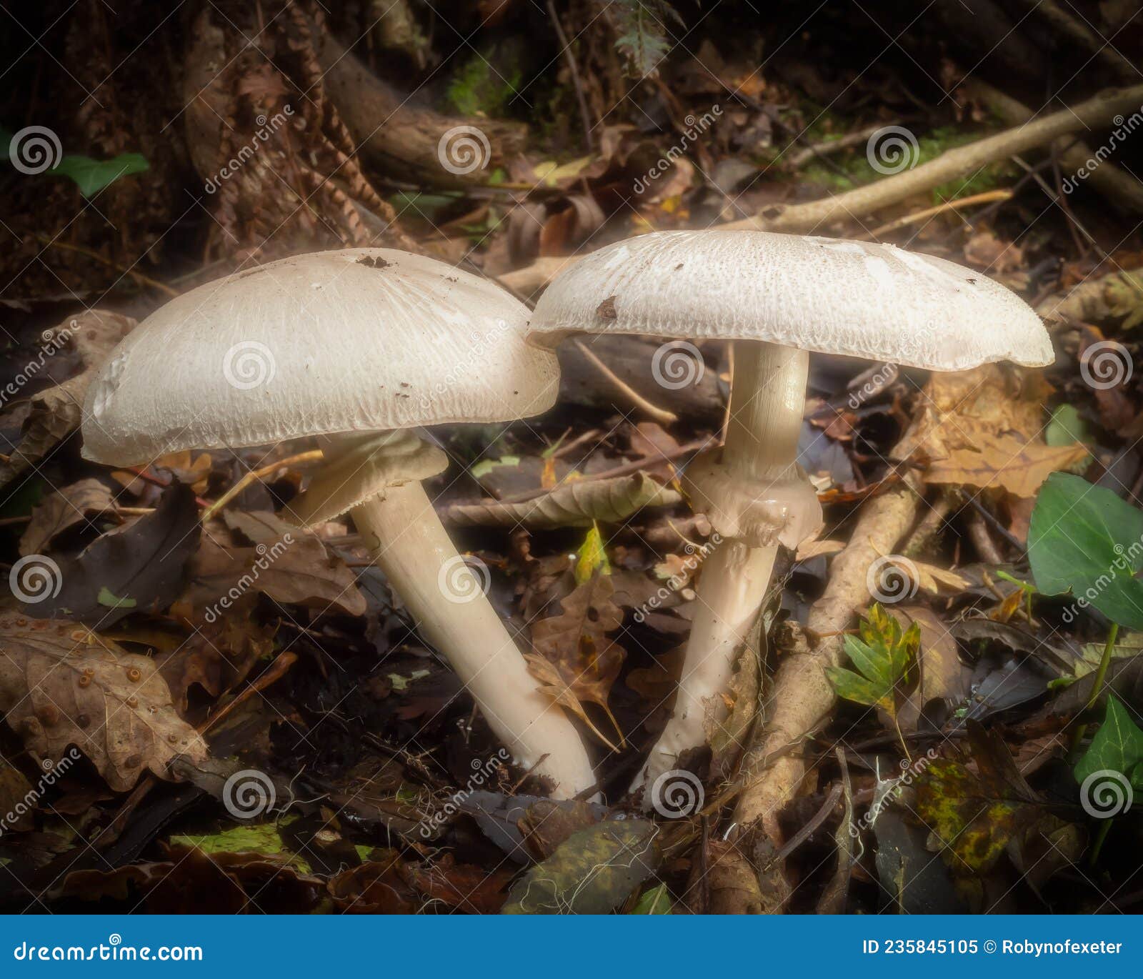 Large White Toadstools Growing on the Forest Floor Stock Image - Image ...