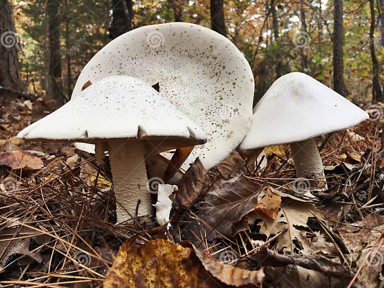 Large white toadstools stock image. Image of garden - 131115575