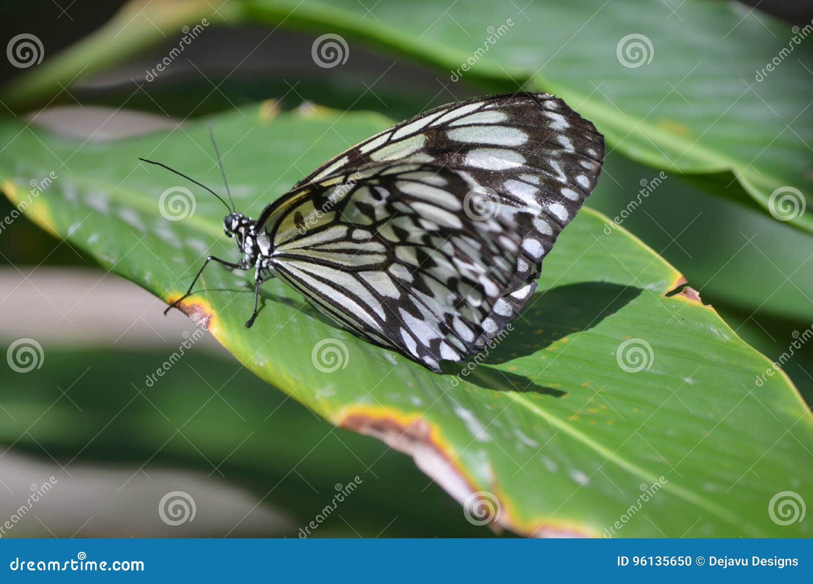 Large White Tree Nymph Butterfly Sitting on a Green Leaf Stock Photo ...