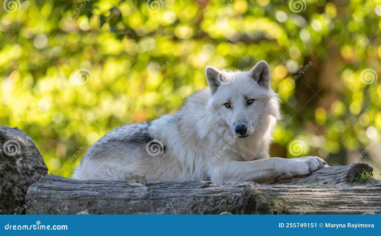 A Large White Wolf Lies on a Tree in the Forest Stock Image - Image of ...