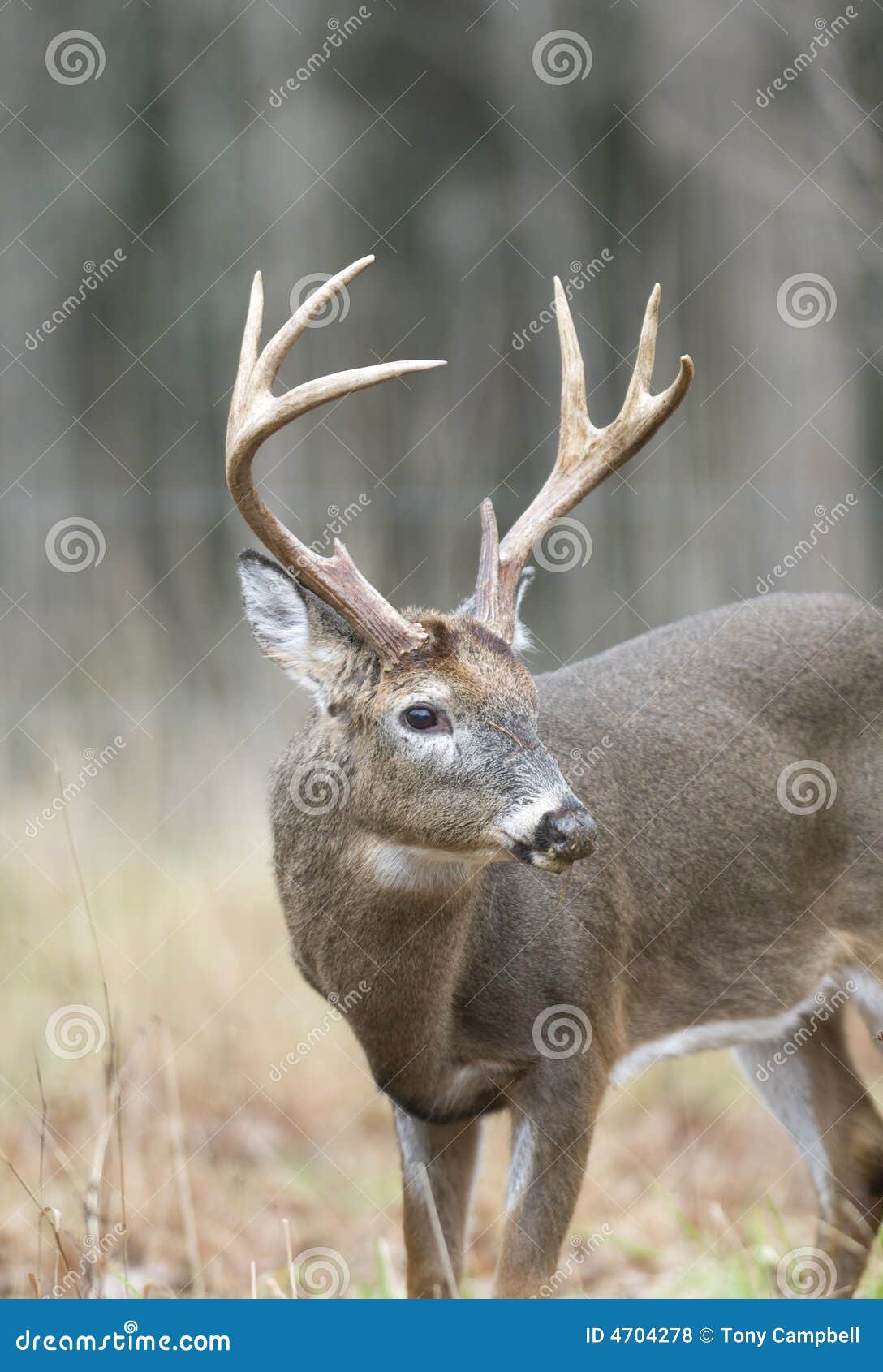 Large Whitetail Buck Antlers Isolated On White Stock Image ...