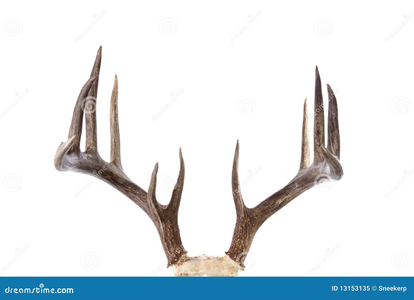 Whitetail Deer Scientific Name