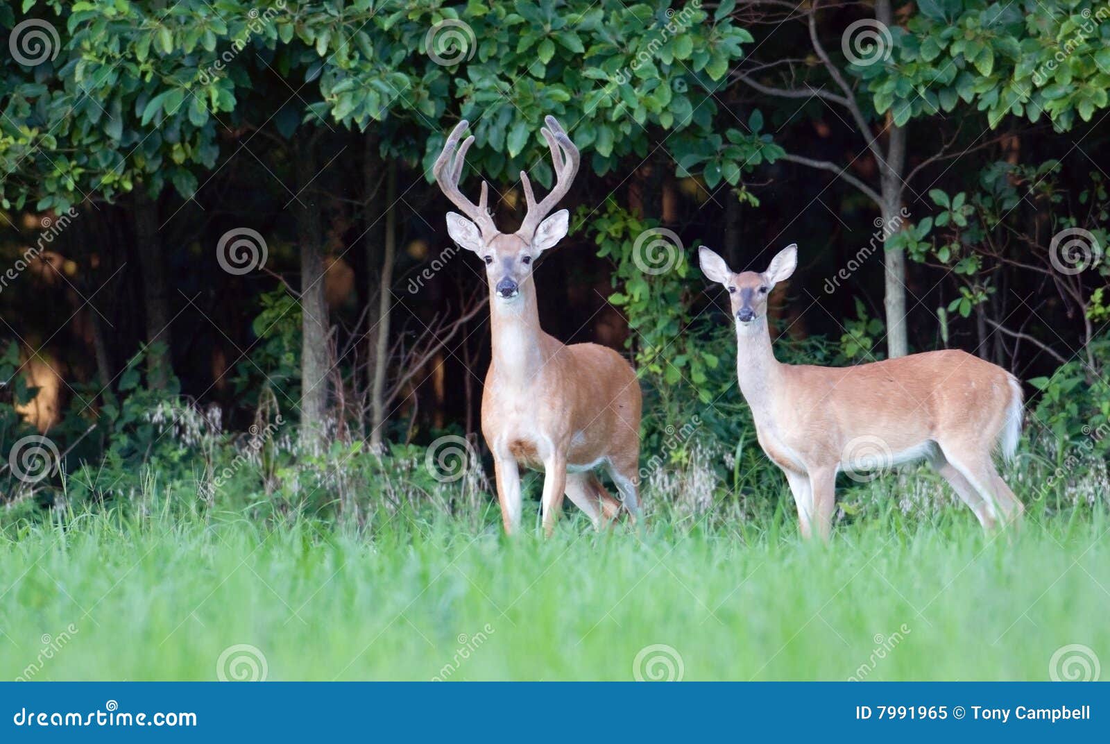 Large Whitetail Buck and Doe Stock Image - Image of male, animal: 7991965