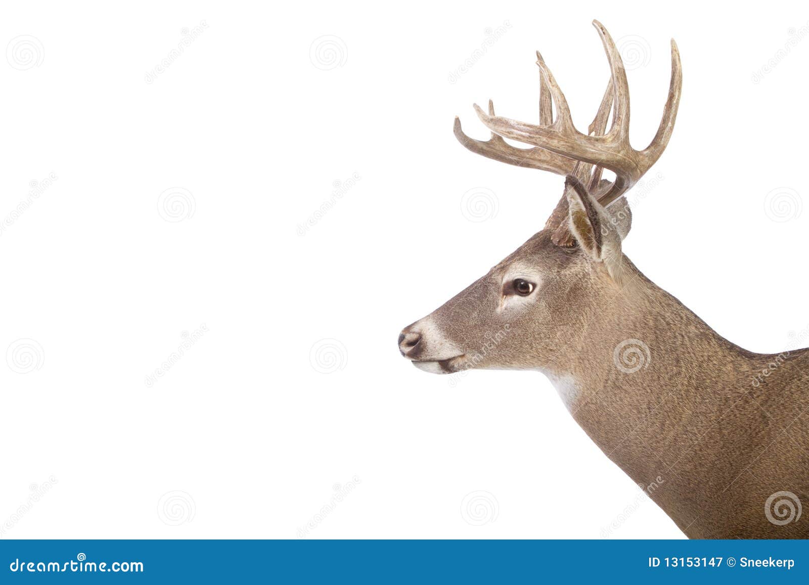 Large Whitetail Buck Isolated on White Stock Image - Image of antler ...