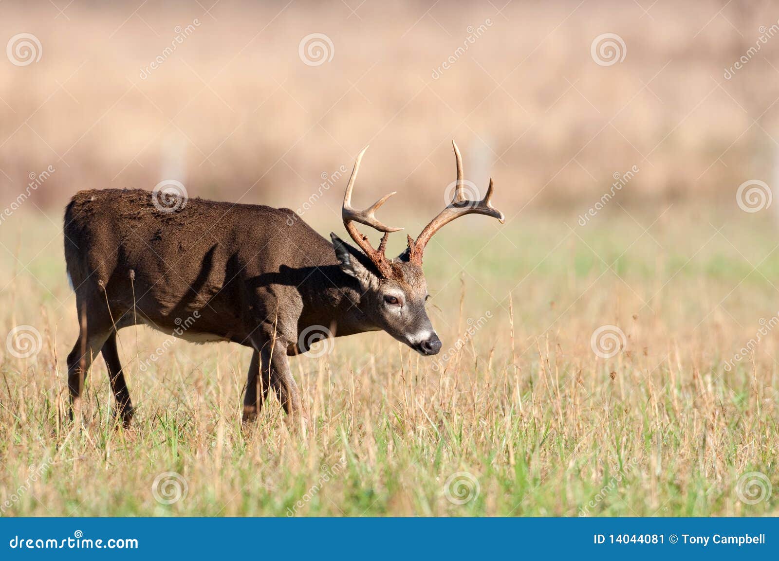 Large Whitetail Buck Antlers Isolated On White Stock Image ...
