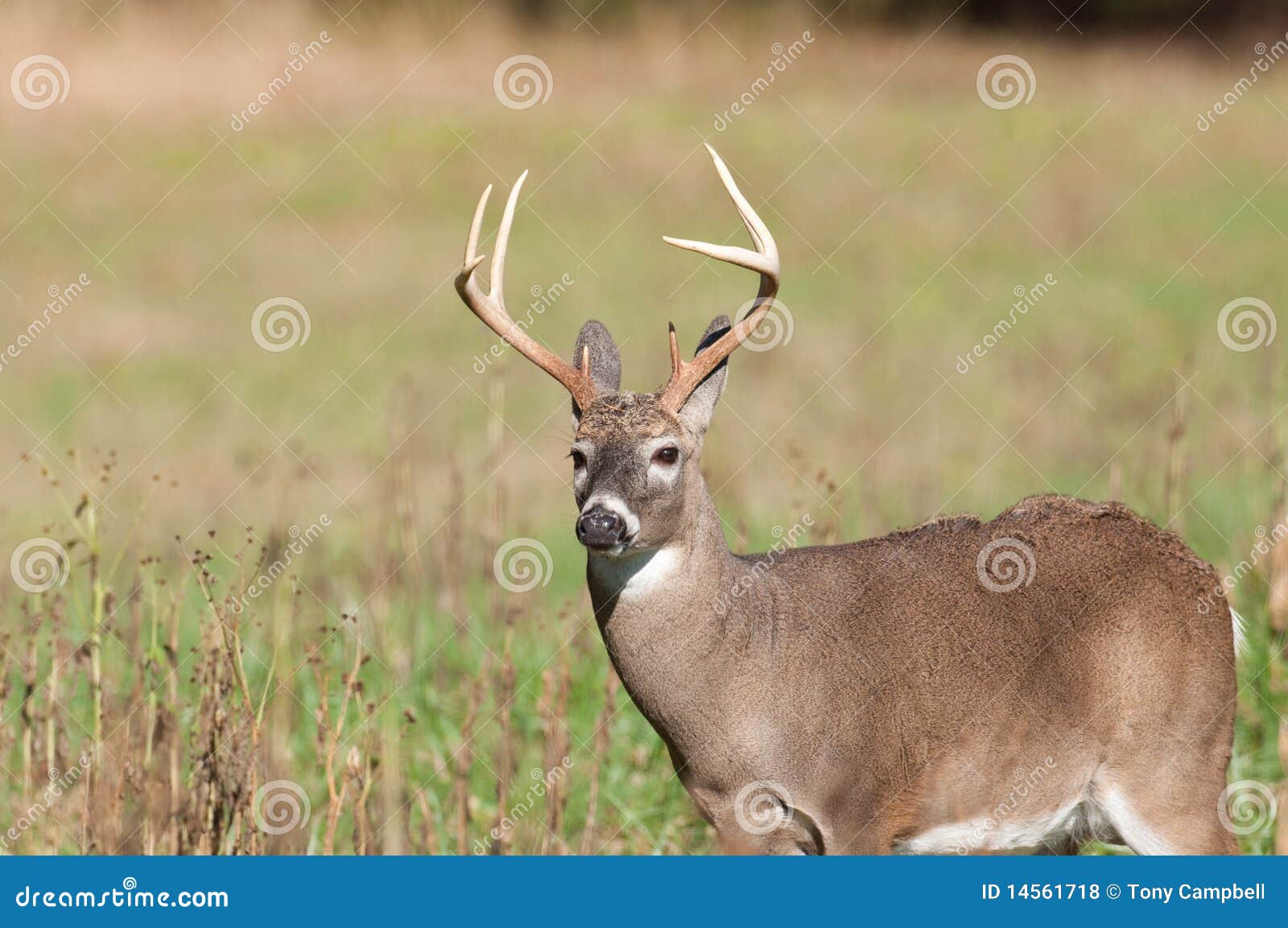 Large Whitetail Buck Antlers Isolated On White Stock Image ...