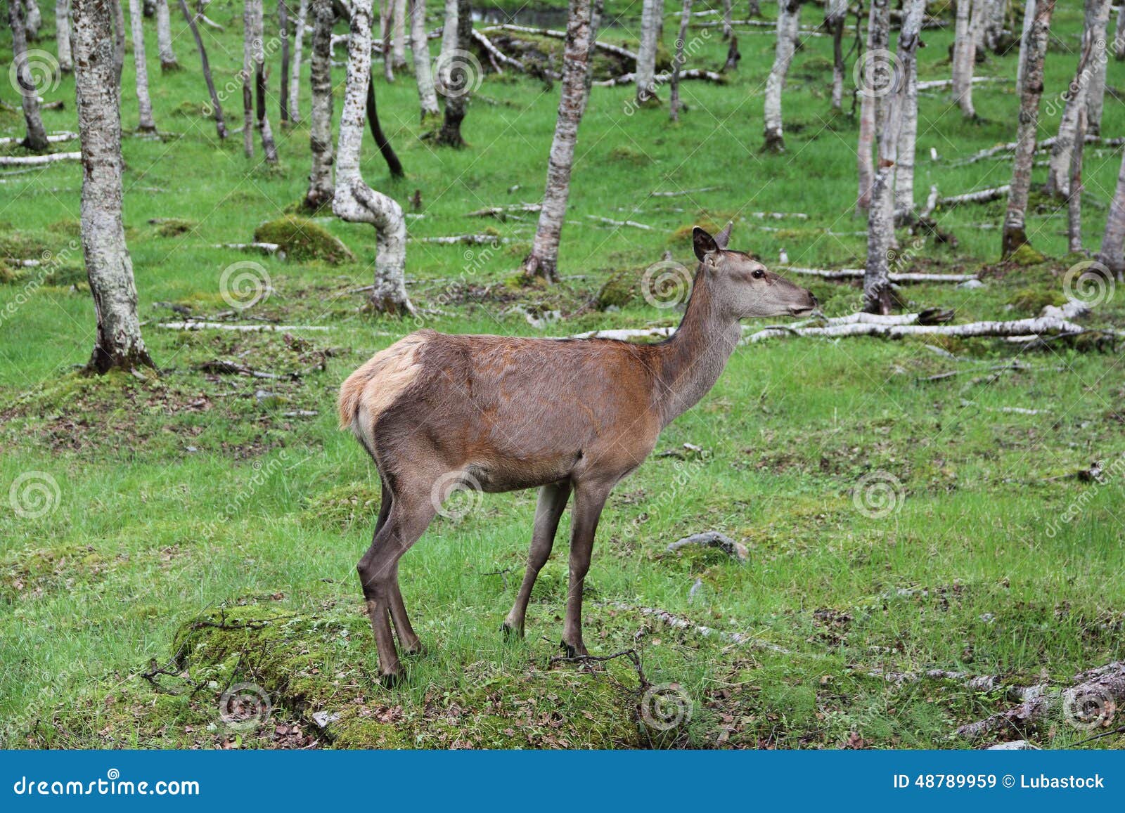 Large Whitetail Deer Buck in the Woods Stock Image - Image of ecology ...