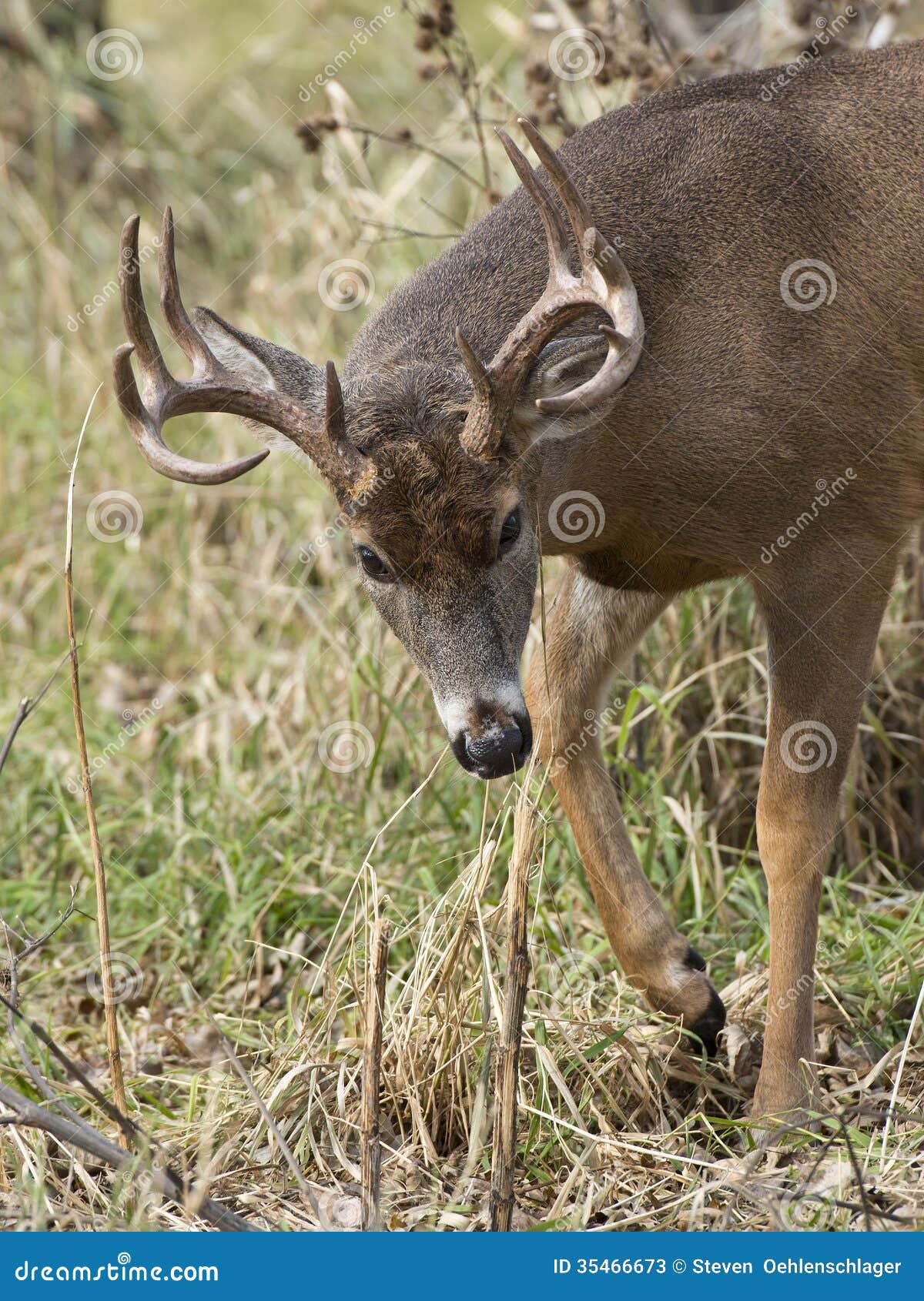 Large Whitetail Deer stock image. Image of tailed, antler - 35466673