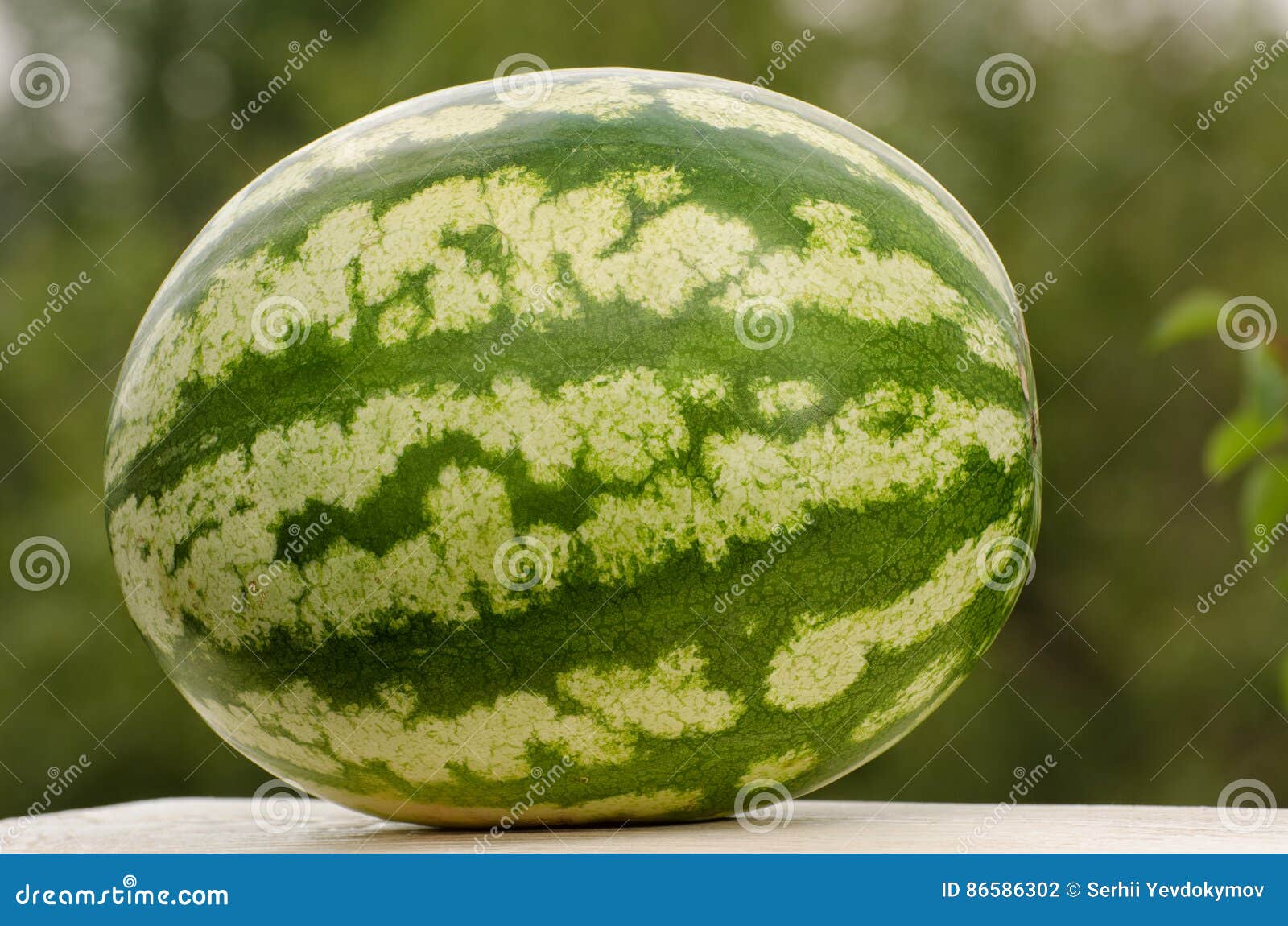 Large Whole Watermelon on the Green Background, Place for Text Stock ...