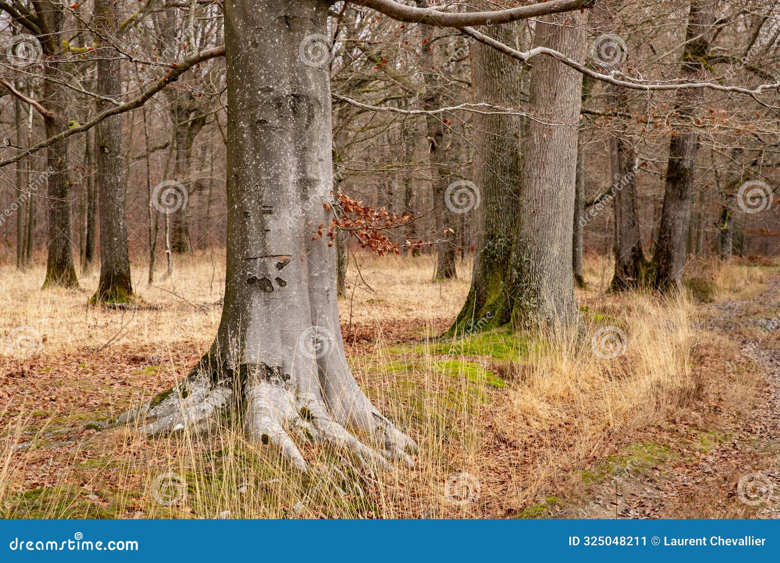 Large, Wide Trunk Of A Centuries-old Beech Tree. Base Of The Tree ...