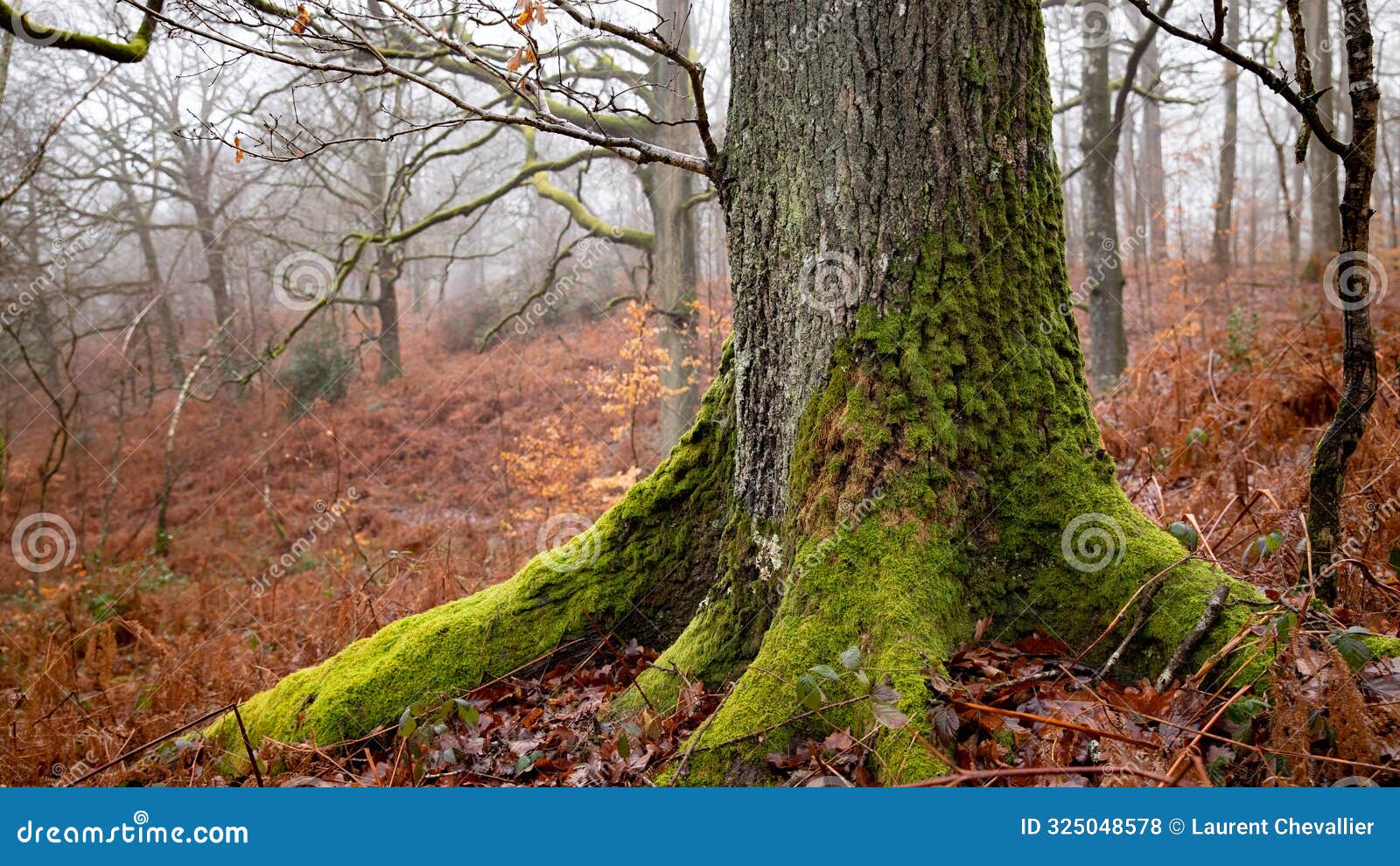 Large, Wide Trunk of a Centuries-old Oak Tree. Base of the Tree, Where ...