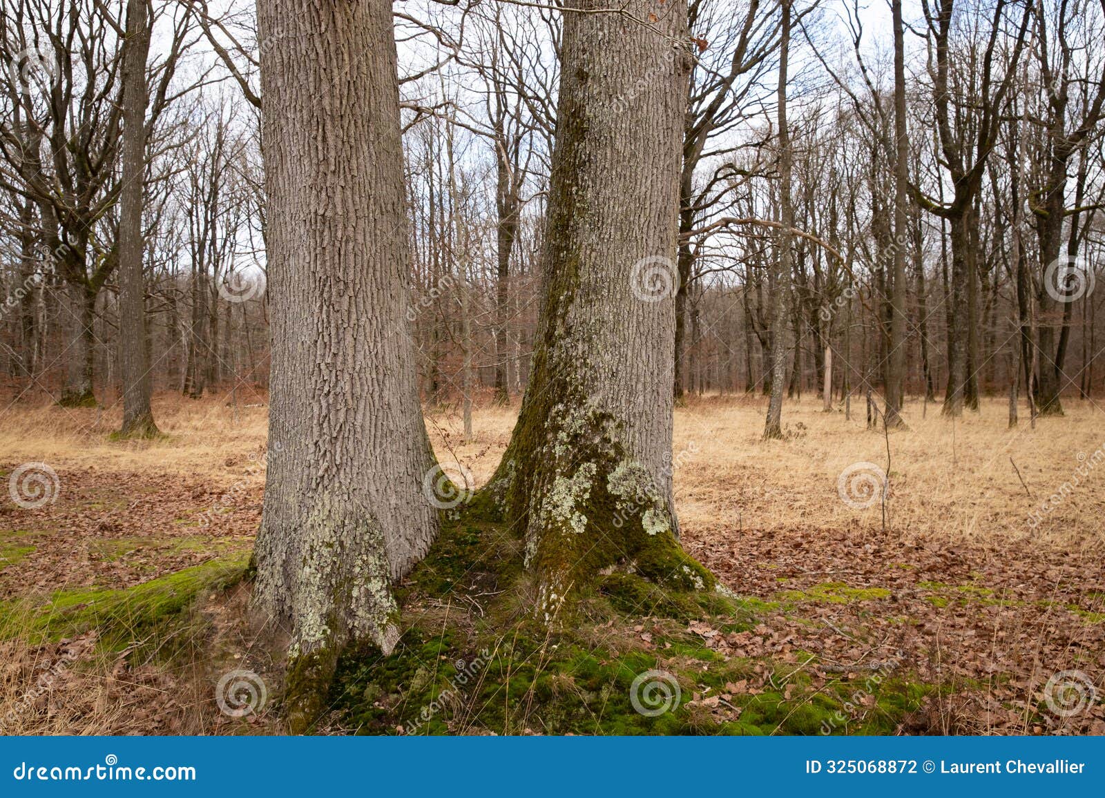 Large, Wide Trunk Of A Centuries-old Beech Tree. Base Of The Tree ...