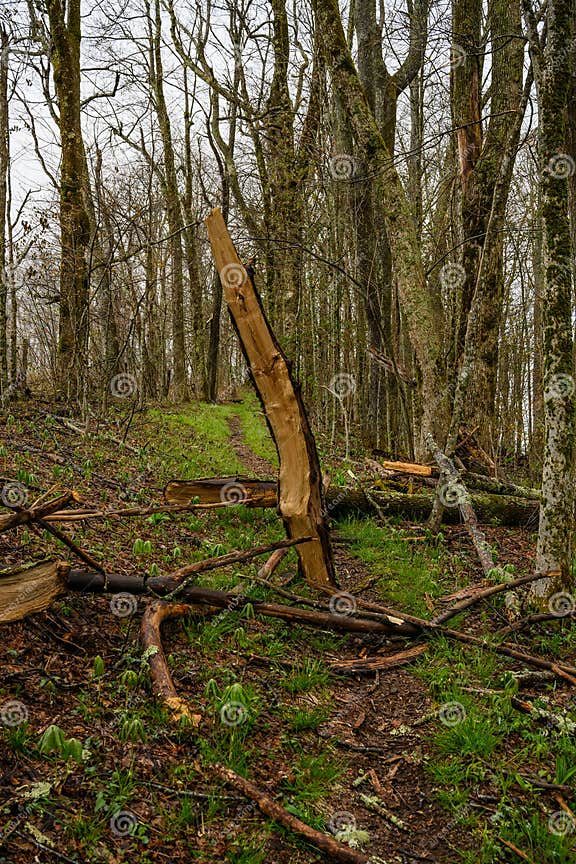 Large Widow Maker Log Stuck into Trail Stock Image - Image of woods ...