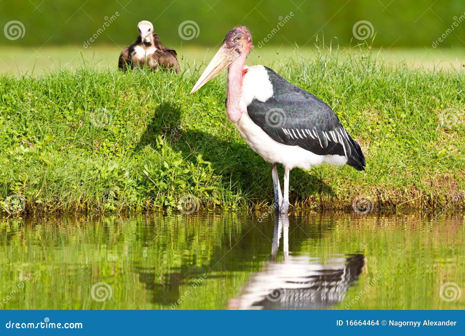 Large wild bird stock photo. Image of wild, green, outdoor - 16664464