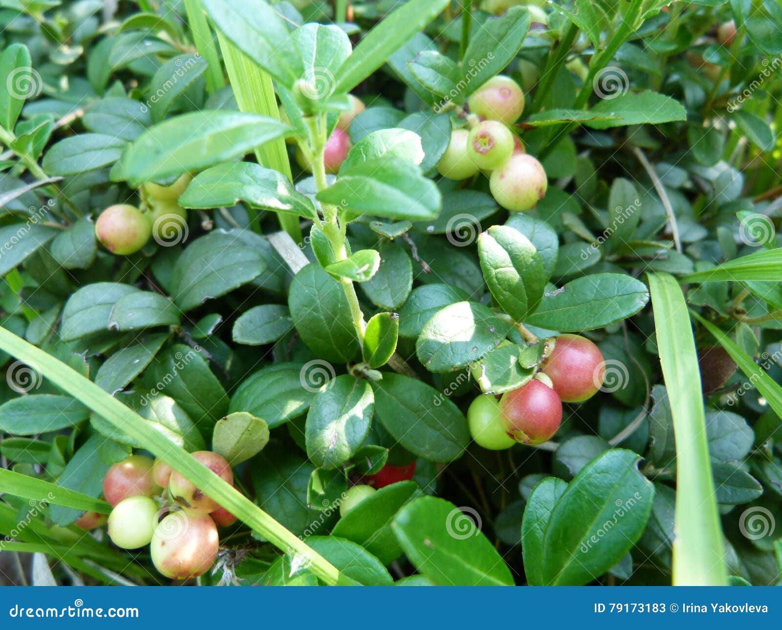 Large wild cranberries stock image. Image of detail, berry - 79173183