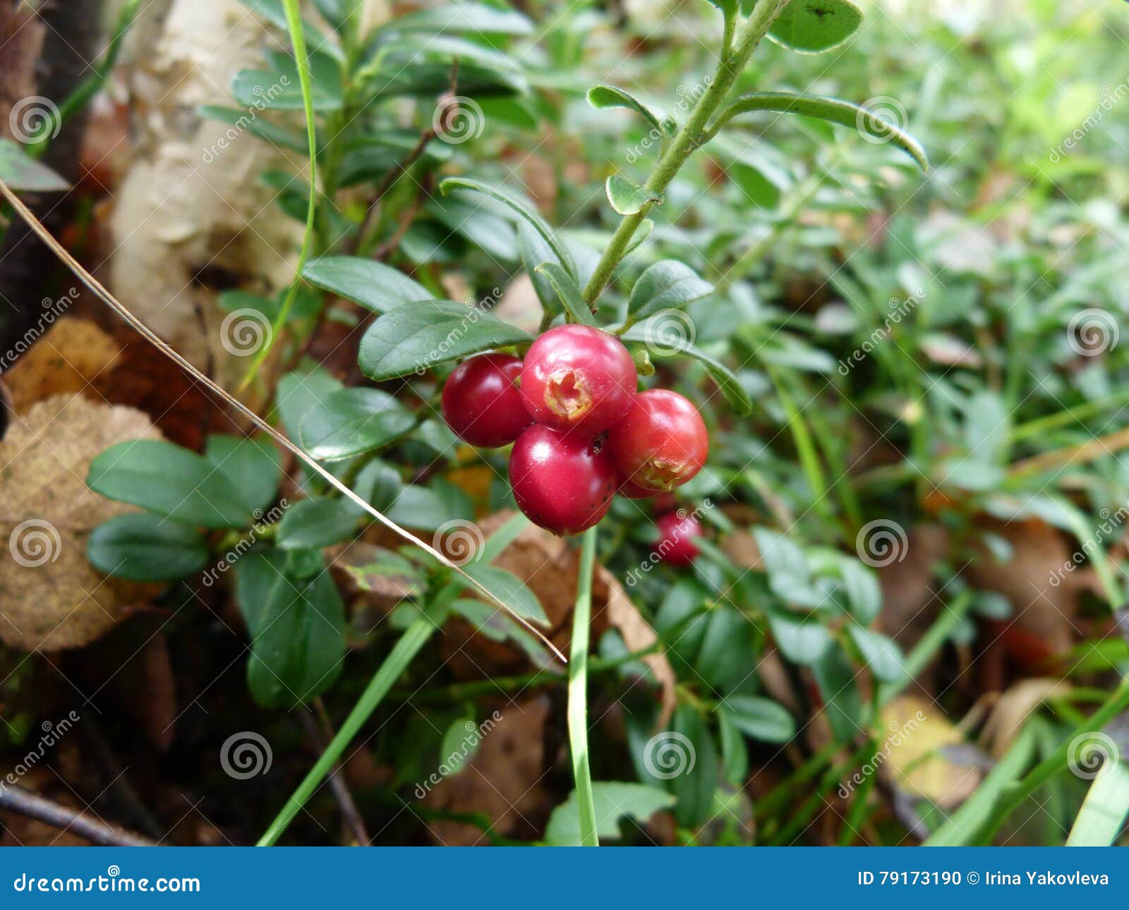 Large wild cranberries stock photo. Image of forest, heap - 79173190