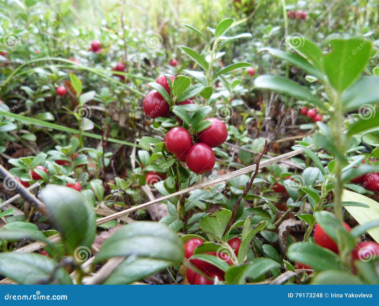 Large wild cranberries stock photo. Image of herbal, autumn - 79173248