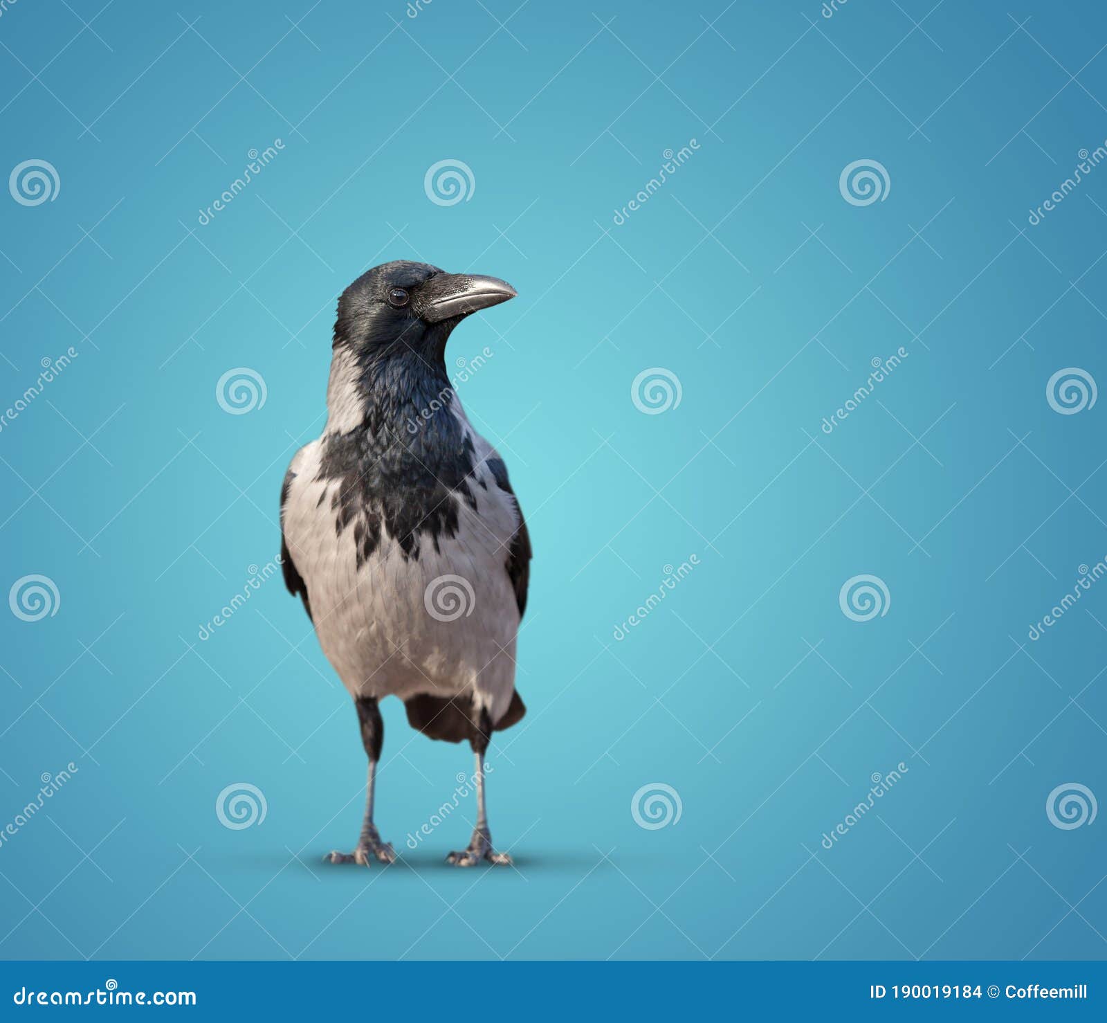 Large wild crows isolated stock photo. Image of wild - 190019184