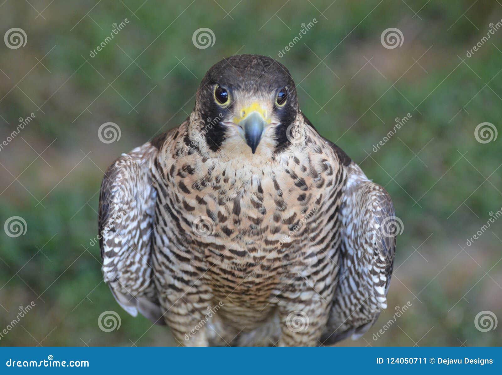 Large Wild Falcon with Brown, Black and White Feathers Stock Image ...