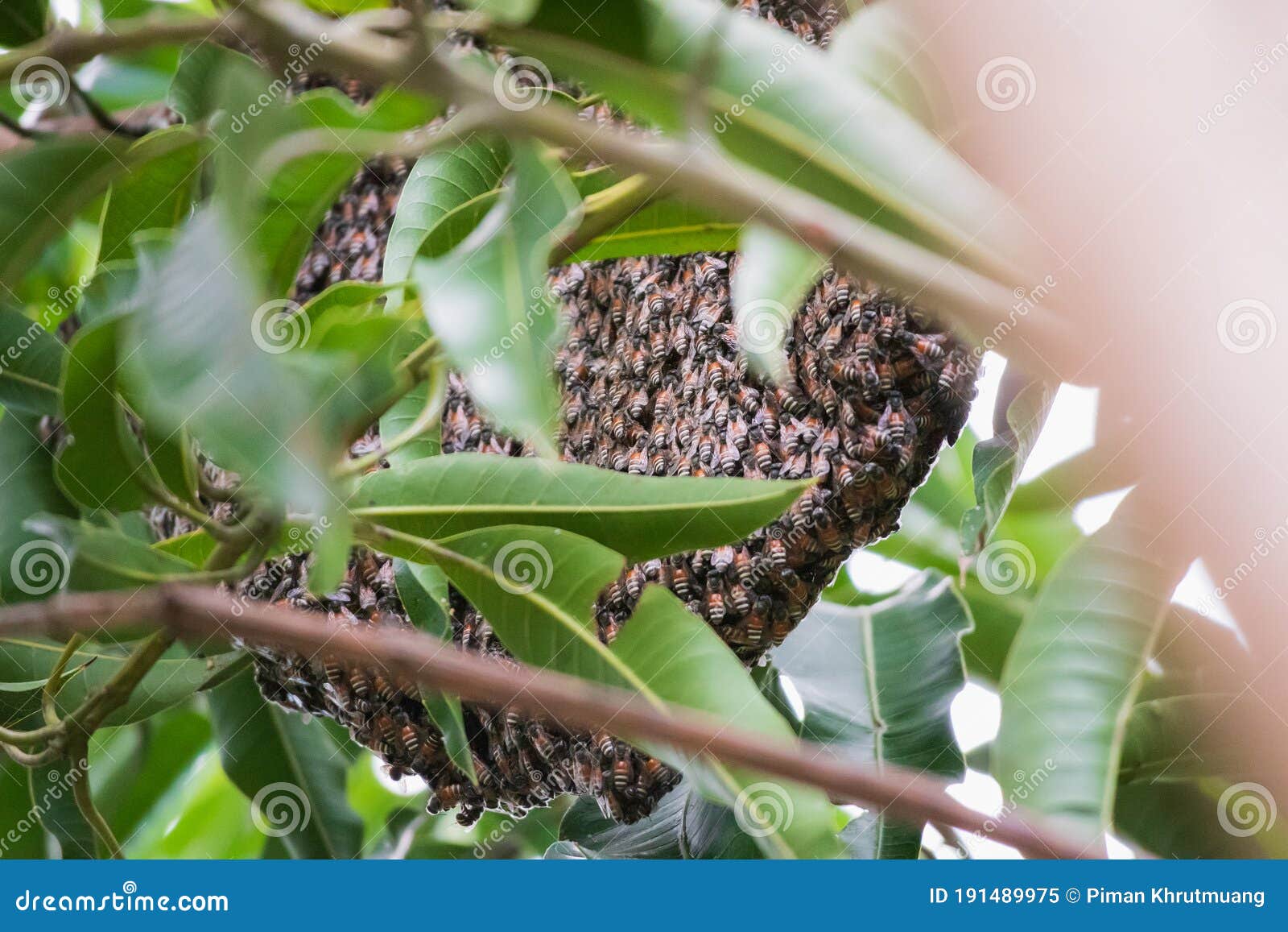Wild Honey Bee Comb on Tree Branch Stock Image - Image of hexagon ...