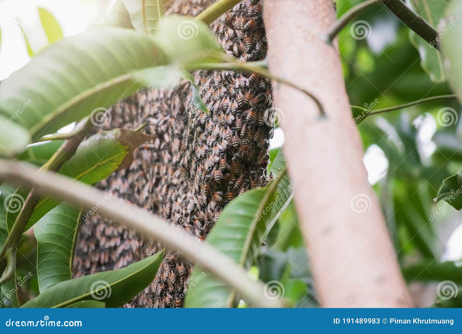 Wild Honey Bee Comb on Tree Branch Stock Image - Image of nature, large ...