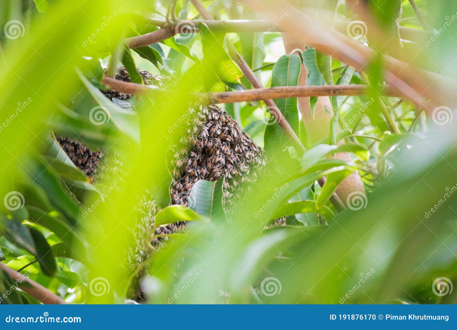 Wild Honey Bee Comb on Tree Branch Stock Photo - Image of honeybee ...