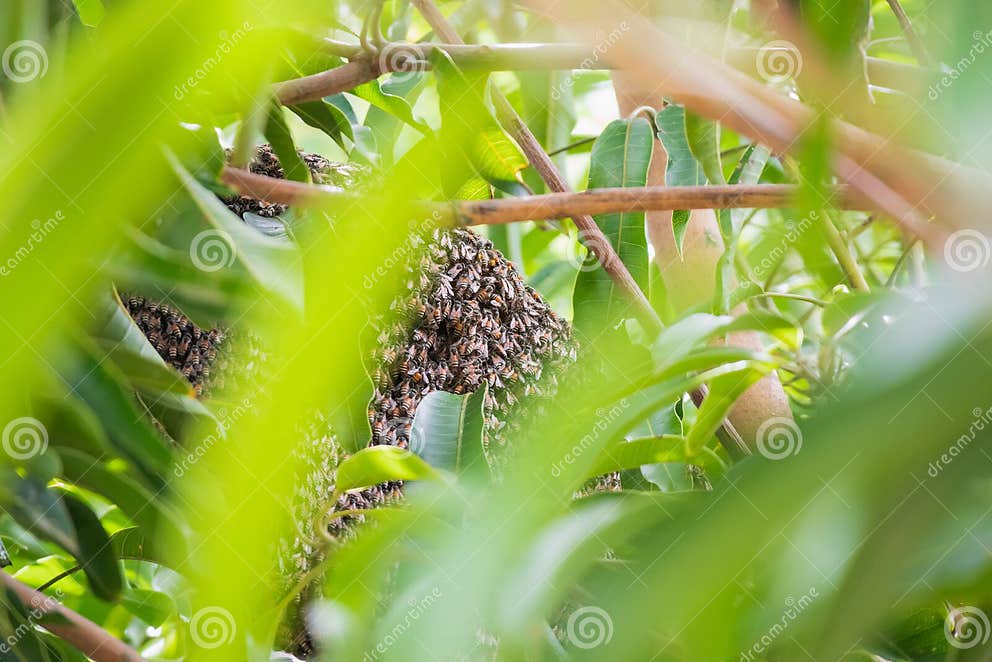 Wild Honey Bee Comb on Tree Branch Stock Photo - Image of honeybee ...
