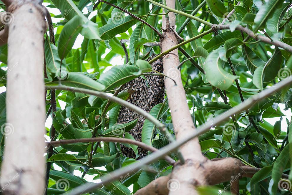 Wild Honey Bee Comb on Tree Branch Stock Image - Image of leaf, nature ...