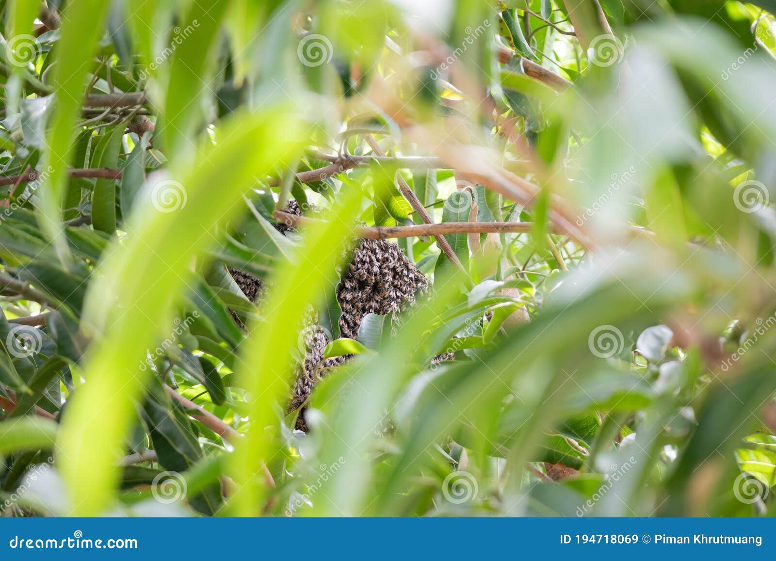 Wild Honey Bee Comb on Tree Branch Stock Image - Image of insect, leaf ...