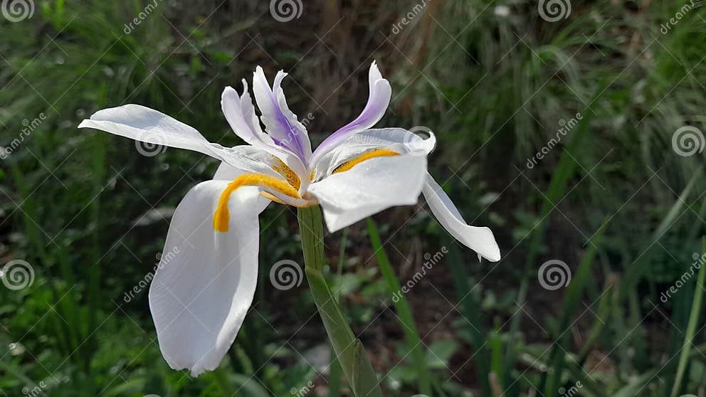 The Large Wild Iris is White Stock Photo - Image of garden, flora: 283604002