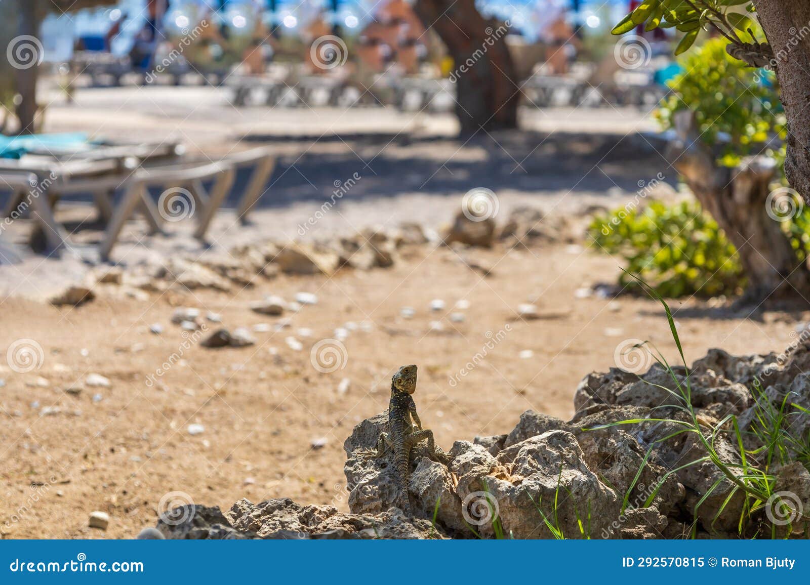A Large Wild Lizard on a Rock Stock Image - Image of zoology, natural ...