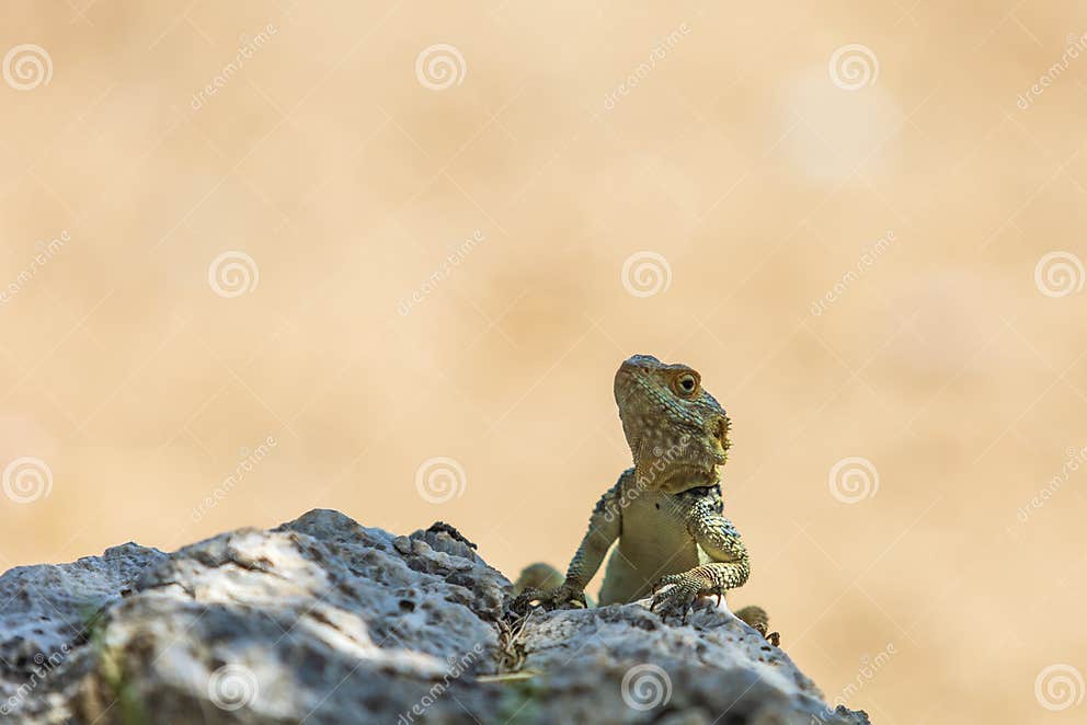 A Large Wild Lizard on a Rock Stock Photo - Image of light, natural ...