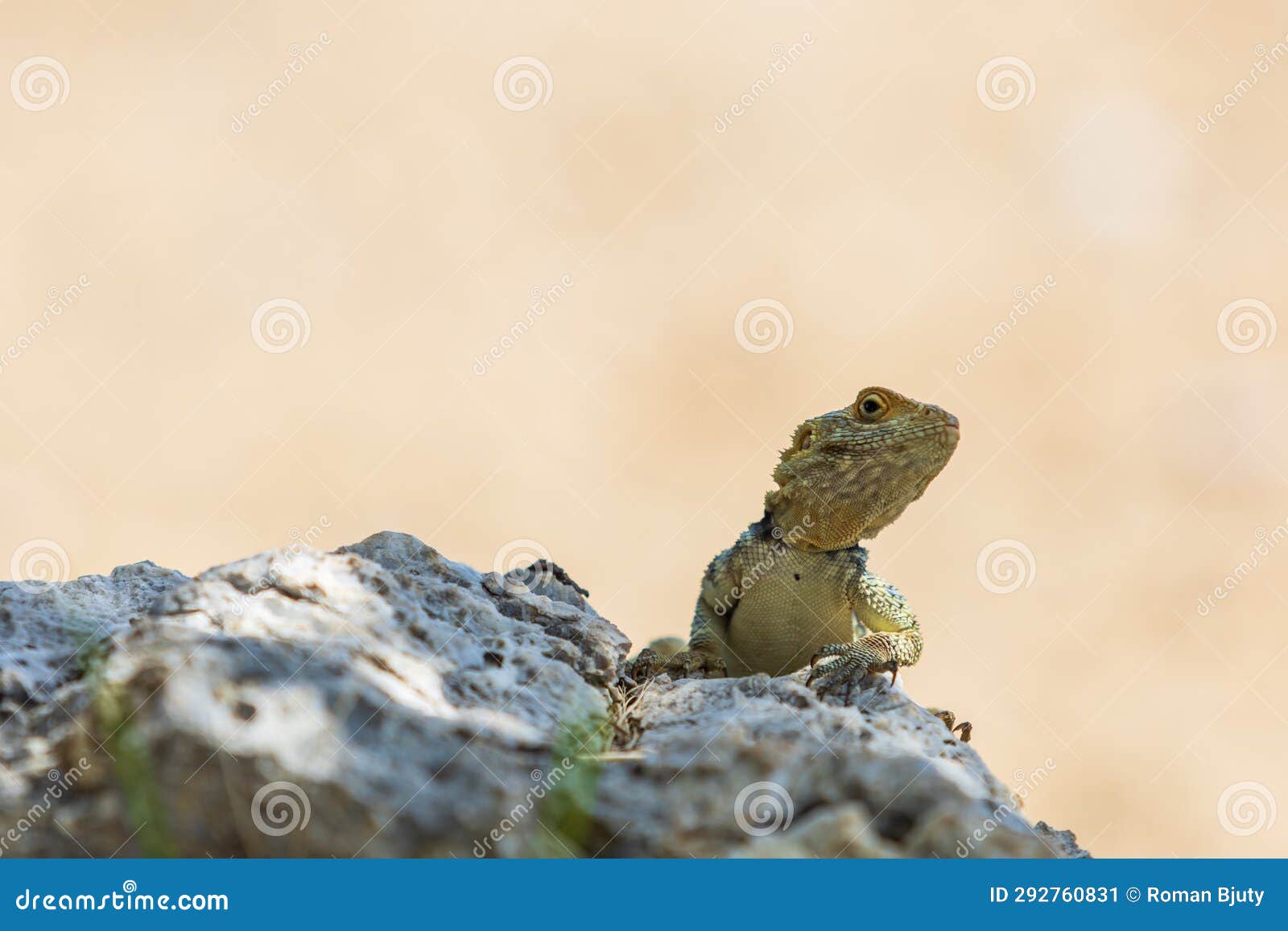 A Large Wild Lizard on a Rock Stock Image - Image of scaly, vertebrate ...