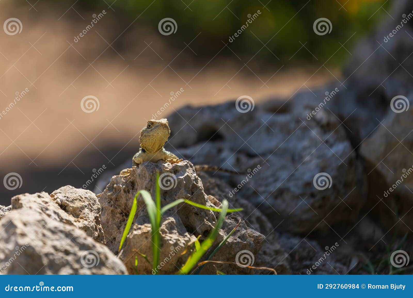 A Large Wild Lizard on a Rock Stock Photo - Image of scaly, nature ...